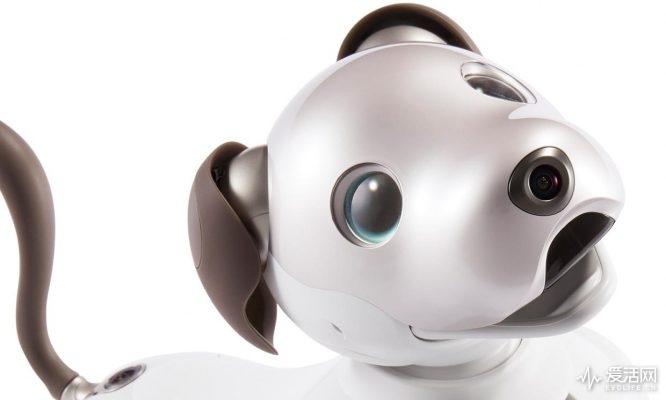 售价2899美元 索尼智能机器狗Aibo即将登陆美国_凤凰网