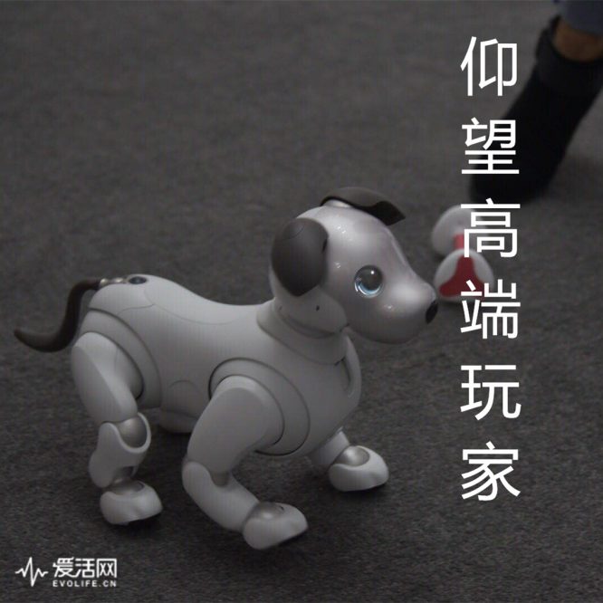 售价2899美元 索尼智能机器狗Aibo即将登陆美国_凤凰网