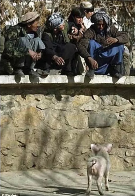 它，成了阿富汗全国唯一的一头猪...还是当年中国送的..._手机凤凰网
