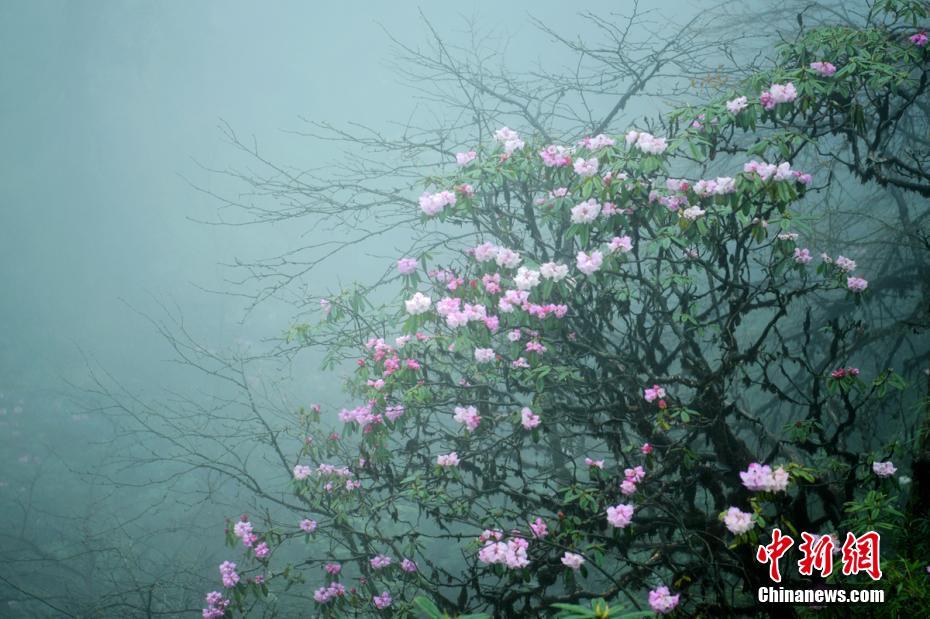 四川瓦屋山上万亩高山杜鹃花盛开_吉林频道_凤凰网