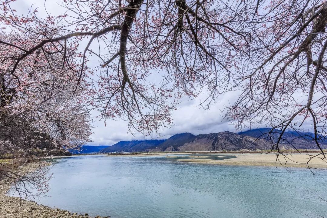 为什么西藏林芝的桃花最火？_凤凰网资讯_凤凰网