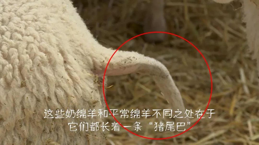 在金昌你见过长着“猪尾巴”的羊吗？_甘肃频道_凤凰网