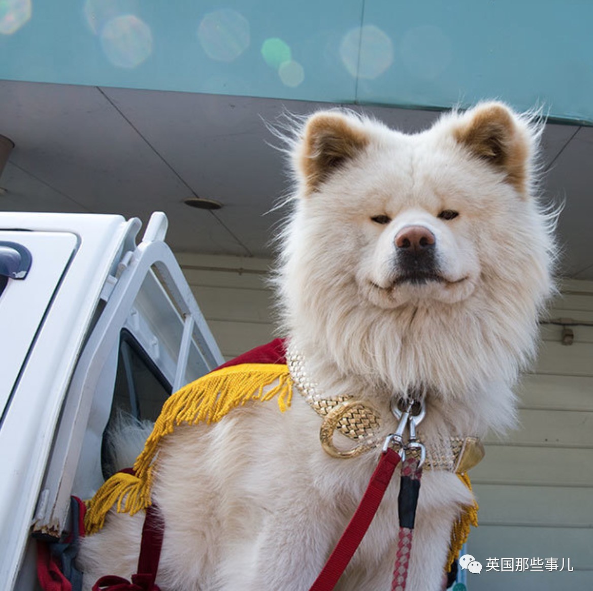 11年从流浪狗变大明星 它的心却伴随哀嚎声跌进谷底_凤凰资讯