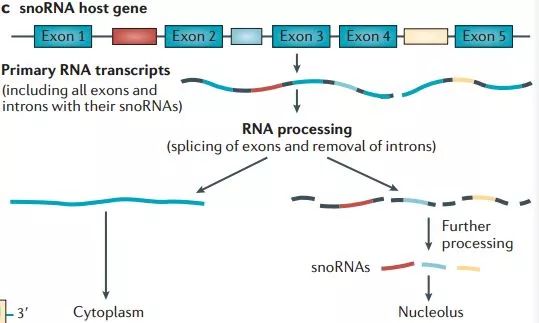 紧跟非编码RNA研究前沿，怎么能少了snoRNA！