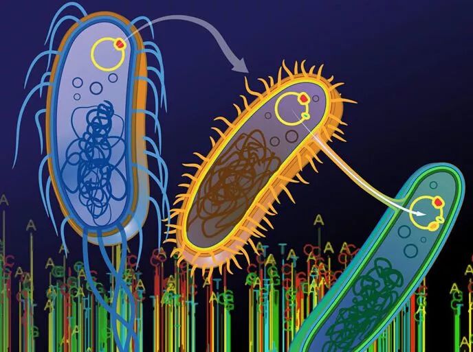 Science：发现细菌生物膜中的纤维素与植物纤维素存在差异_凤凰网健康_凤凰网