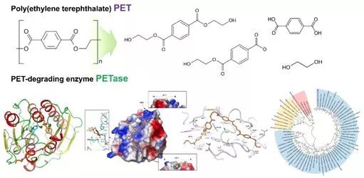 Science和Nat Commun两篇研究揭示出塑料PET降解分子机制