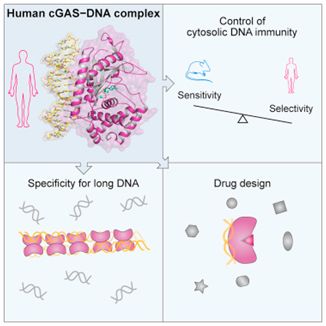 Cell：首次破解人cGAS的三维结构_凤凰网健康_凤凰网
