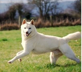 狗狗的髋关节发育问题,狗狗保健篇_凤凰网