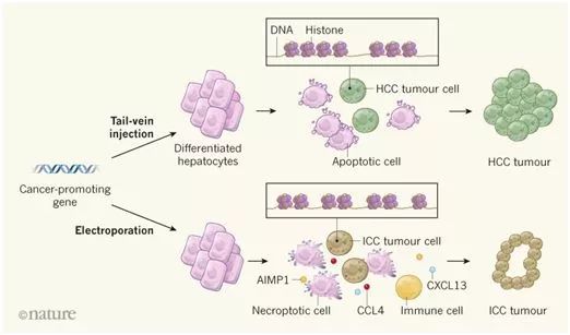 Nature：细胞微环境能够影响所产生的肝癌类型_凤凰网健康_凤凰网